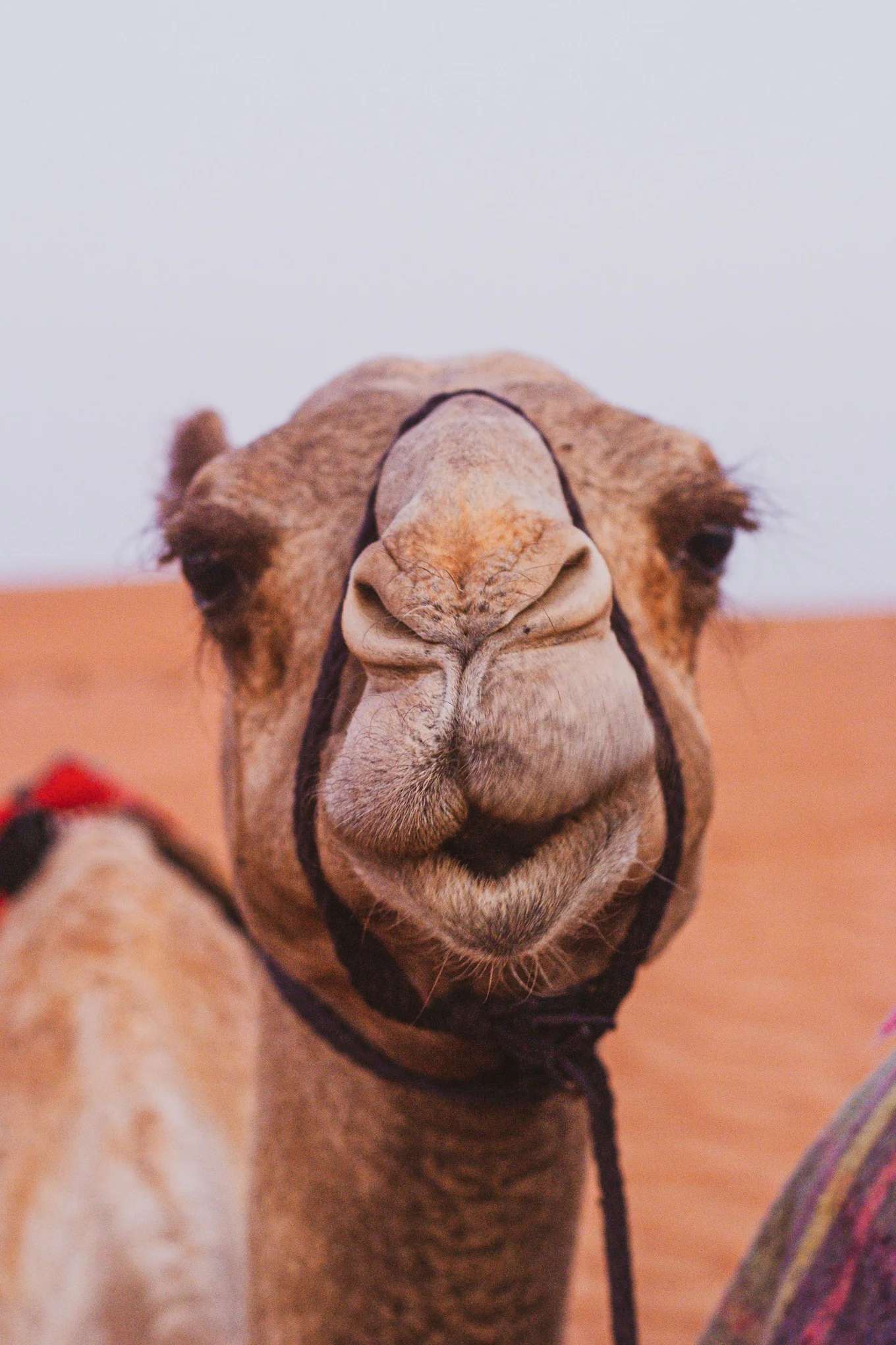 Tarides | OCaml 5 Release Candidate Now Available!